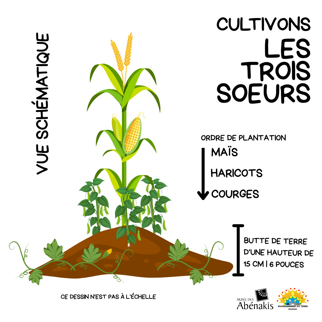 Cultivons les Trois Sœurs - les étapes à suivre - Musée des Abénakis